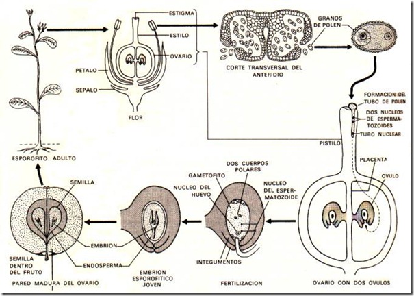 Desarrollo Vegetal - Ciencia Explicada